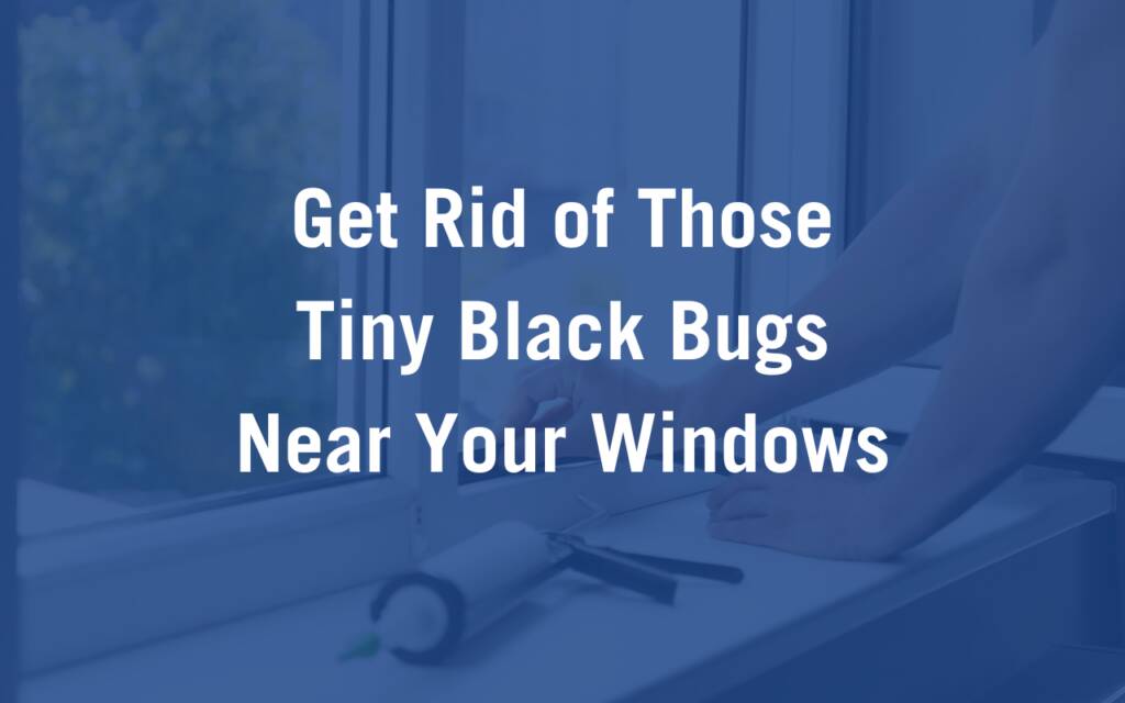 Get Rid of Those Tiny Black Bugs In Your House Near the Windows ...